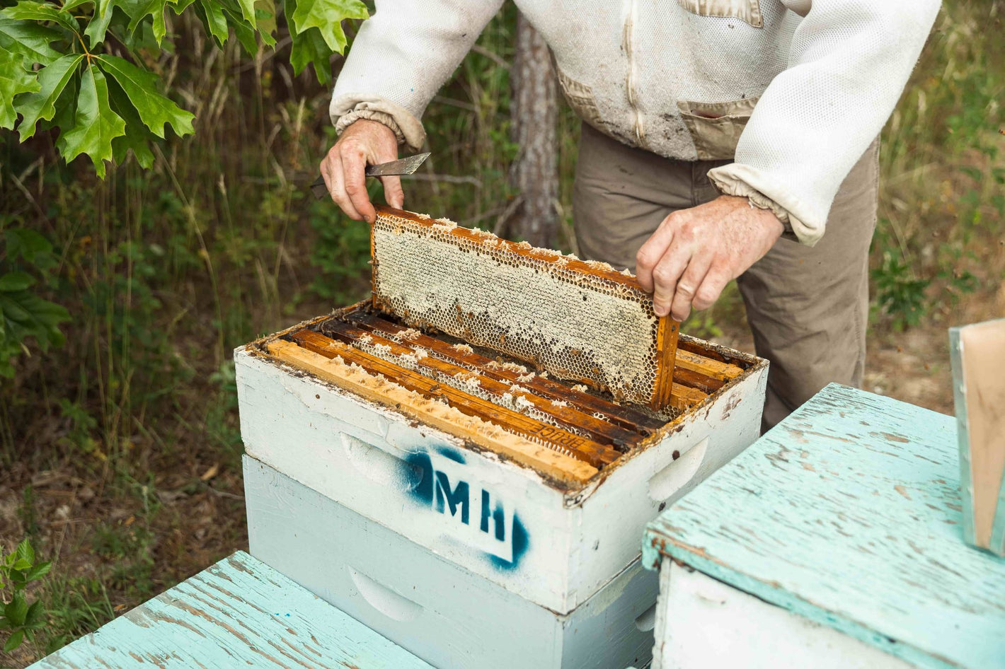 Honey Bee Nucs – Money's Honey
